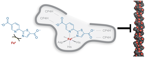 Selective Inhibition of Collagen Prolyl 4-Hydroxylase in Human Cells ...