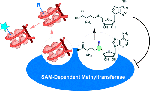 SAM/SAH Analogs as Versatile Tools for SAM-Dependent Methyltransferases
