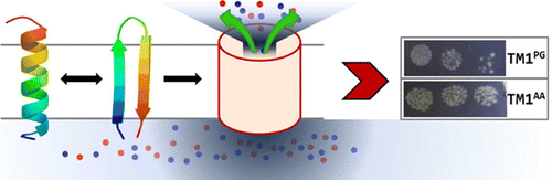 Molecular Mechanism of Holin Transmembrane Domain I in Pore Formation and Bacterial Cell Death ...
