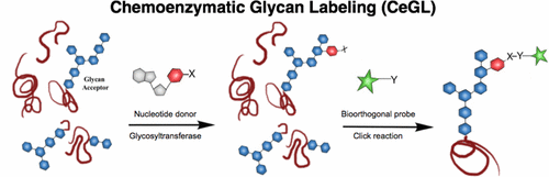 研究聚糖的工具：化学酶聚糖标记的最新进展,ACS Chemical Biology - X-MOL