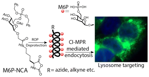 用于溶酶体靶向的末端功能化甘露糖-6-磷酸糖多肽的受控合成,ACS Macro Letters - X-MOL
