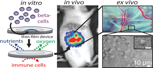Polycaprolactone Thin-Film Micro- and Nanoporous Cell-Encapsulation ...