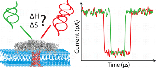 Dynamics and Energy Contributions for Transport of Unfolded Pertactin ...