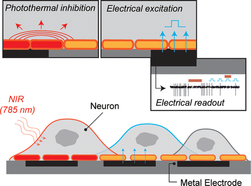 Electro-optical Neural Platform Integrated with Nanoplasmonic ...