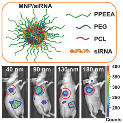 Optimizing the Size of Micellar Nanoparticles for Efficient siRNA ...