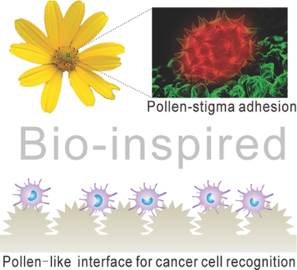 Bioinspired Pollen‐Like Hierarchical Surface for Efficient Recognition ...