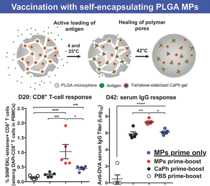 Toward a Single‐Dose Vaccination Strategy with Self‐Encapsulating PLGA ...