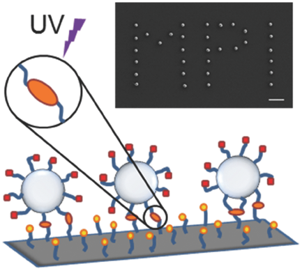 Capture of 2D Microparticle Arrays via a UV‐Triggered Thiol‐yne “Click ...