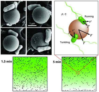 Propulsion and Chemotaxis in Bacteria‐Driven Microswimmers,Advanced ...