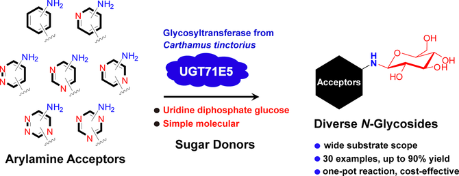 Enzymatic N‐Glycosylation of Diverse Arylamine Aglycones by a ...