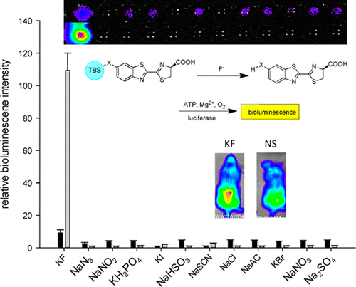 Cell and in Vivo Imaging of Fluoride Ion with Highly Selective Bioluminescent Probes,Analytical ...