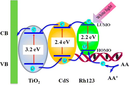 Highly Sensitive and Selective Photoelectrochemical Biosensor for Hg2 ...