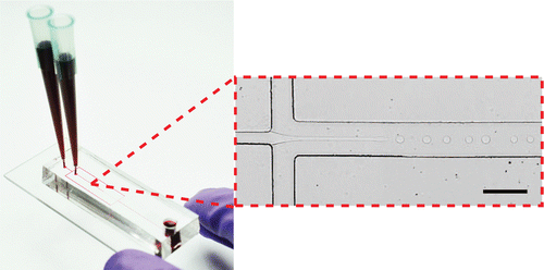 Water-in-Water Droplets by Passive Microfluidic Flow Focusing ...