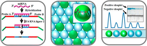 Precise Quantitation of MicroRNA in a Single Cell with Droplet Digital ...