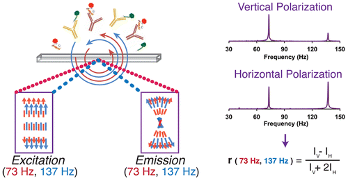 Multiplexing Fluorescence Anisotropy Using Frequency Encoding ...