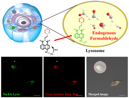 Lysosome-Targeted Turn-On Fluorescent Probe for Endogenous Formaldehyde ...
