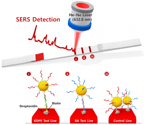 Simultaneous Detection of Dual Nucleic Acids Using a SERS-Based Lateral ...