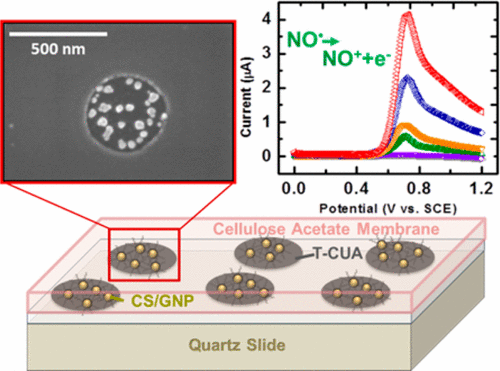 Gold Nanoparticle Modified Transparent Carbon Ultramicroelectrode ...