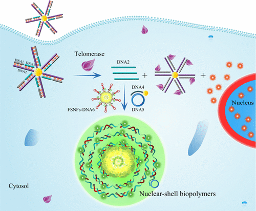 Nuclear-Shell Biopolymers Initiated by Telomere Elongation for ...