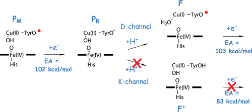 Mechanism of Oxygen Reduction in Cytochrome c Oxidase and the Role of ...