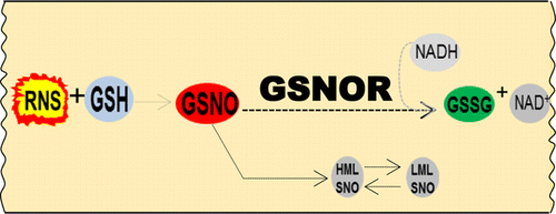 保守半胱氨酸的S亚硝化可调节 S- 亚硝基谷胱甘肽还原酶（GSNOR）的活性和稳定性,Biochemistry - X-MOL