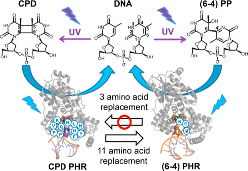 CPD和（6–4）光裂解酶通过突变的功能转化,Biochemistry - X-MOL