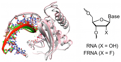 Limits of RNA 2′-OH Mimicry by Fluorine: Crystal Structure of Bacillus ...