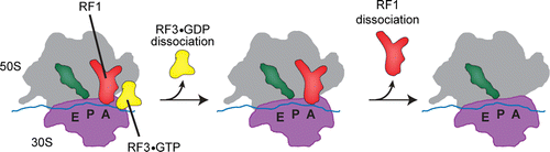 翻译终止的机制：RF1从核糖体解离跟随RF3的解离。,Biochemistry - X-MOL