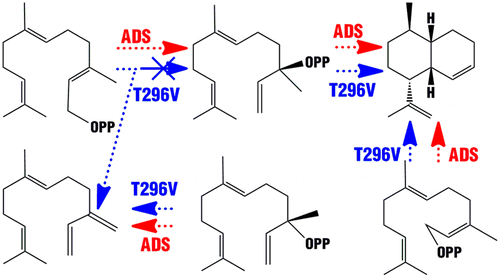 The T296V Mutant of Amorpha-4,11-diene Synthase Is Defective in Allylic ...