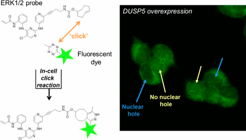 Visualization of Endogenous ERK1/2 in Cells with a Bioorthogonal Covalent Probe,Bioconjugate ...