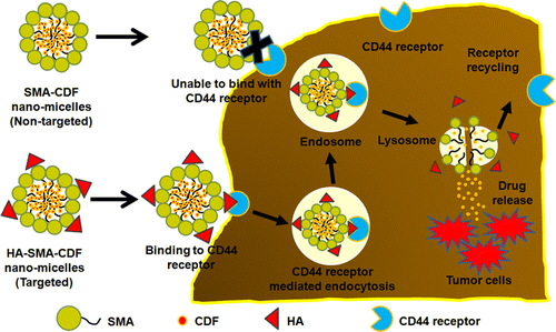 Hyaluronic Acid Engineered Nanomicelles Loaded with 3,4 ...