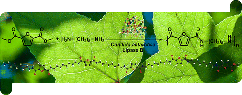 Enzymatic Polymerization of Furan-2,5-Dicarboxylic Acid-Based Furanic ...
