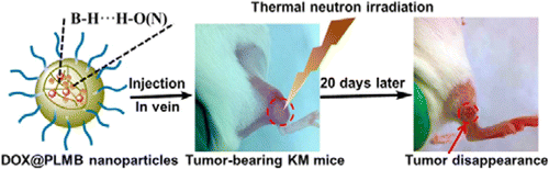 Doxorubicin-Loaded Carborane-Conjugated Polymeric Nanoparticles as ...
