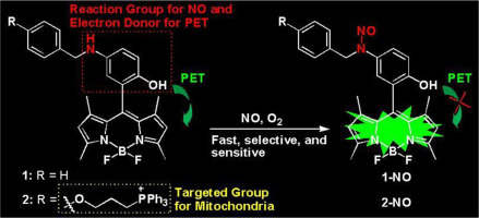 基于富电子芳族仲胺的N-亚硝化反应的生物信号分子NO的快速响应和高选择性荧光探针,Biomaterials - X-MOL