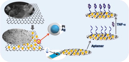 Synthesis and electrocatalytic effect of Ag@Pt core–shell nanoparticles ...