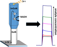 InGaN/GaN nanowires as a new platform for photoelectrochemical sensors ...