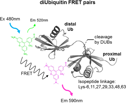 开发基于双泛素的 FRET 探针以量化去泛素化酶的泛素键特异性。,ChemBioChem - X-MOL