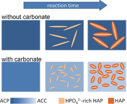 Apatite Formation from Amorphous Calcium Phosphate and Mixed Amorphous Calcium Phosphate ...