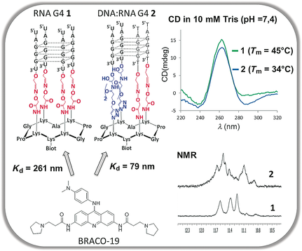离散RNA和DNA的模板化形成：RNA杂合G-四链体及其与靶向配体的相互作用,Chemistry - A European Journal ...
