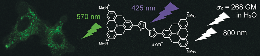 Water‐Soluble Triarylborane Chromophores for One‐ and Two‐Photon ...