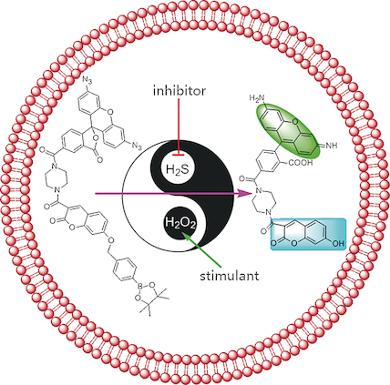 A Dual‐Response Fluorescent Probe Reveals the H2O2‐Induced H2S ...