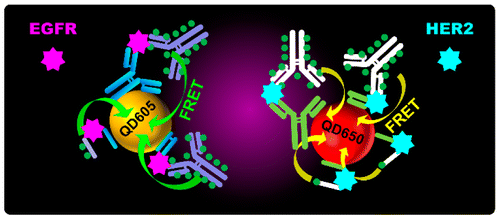 b到量子点FRET的双重EGFR / HER2免疫测定的纳米抗体和抗体,Chemistry of Materials - X-MOL