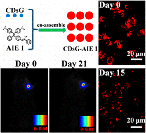 AIEgen与碳点的超分子杂种用于无创长期生物成像。,Chemistry of Materials - X-MOL