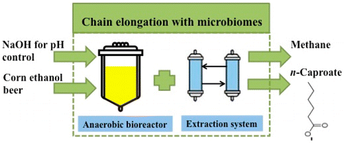 Long-Term n-Caproic Acid Production from Yeast-Fermentation Beer in an ...