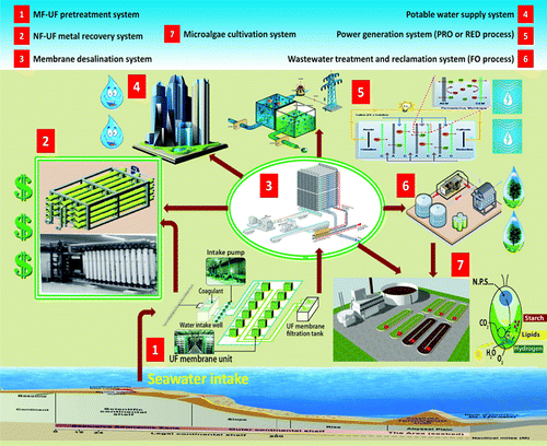 从海水中开采关键金属和元素：机遇与挑战,Environmental Science & Technology - X-MOL