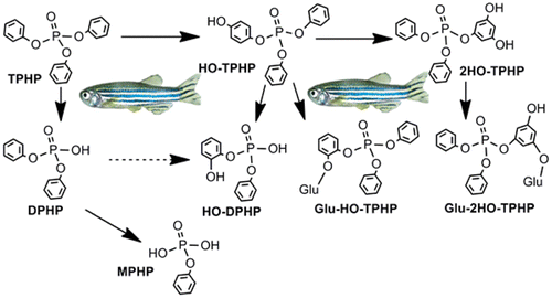Tissue-Specific Accumulation, Depuration, and Transformation of ...