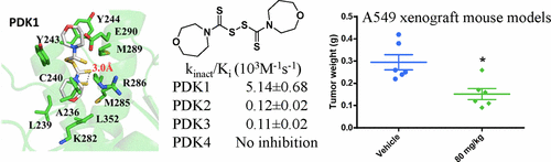Development of the First Generation of Disulfide-Based Subtype ...