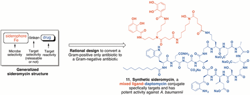 Targeted Antibiotic Delivery: Selective Siderophore Conjugation with ...