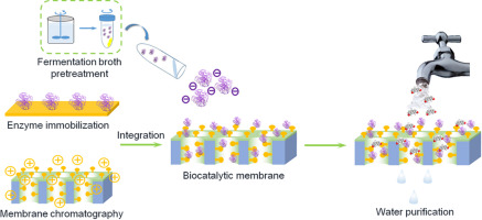 Membrane chromatography for fast enzyme purification, immobilization and catalysis: A renewable ...