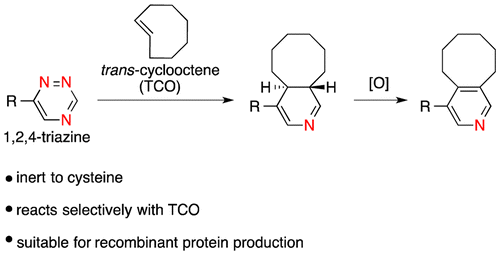 1,2,4-Triazines Are Versatile Bioorthogonal Reagents,Journal of the ...